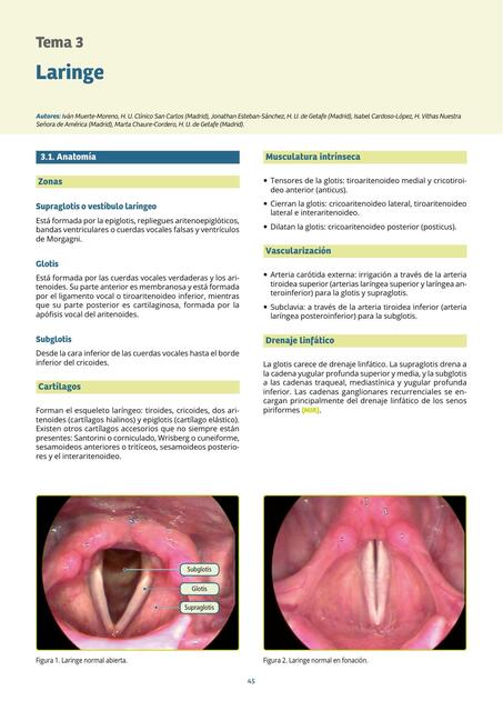 LARINGE ANATOMIA | Lilibeth Zambrano | uDocz