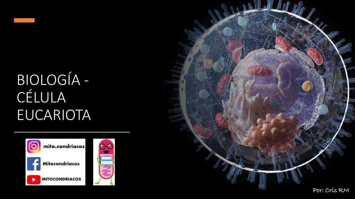 3 CÉLULA EUCARIOTA | Mafer | uDocz