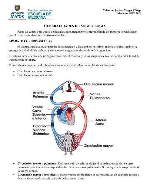 Generalidades Angiología (Guía) | Emy | uDocz