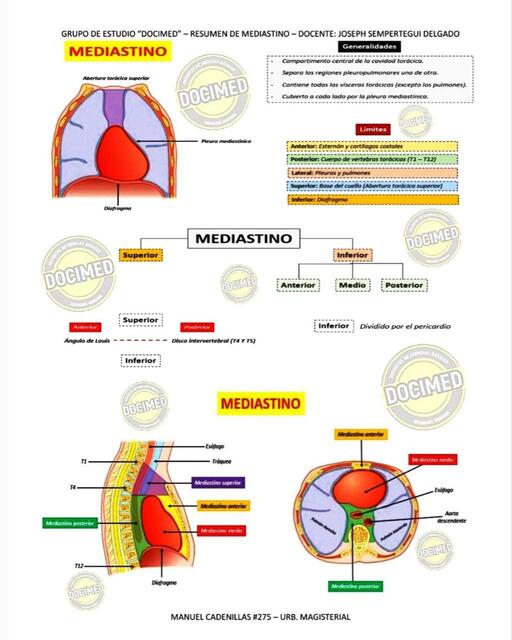 mediastino partes | Estefy | uDocz