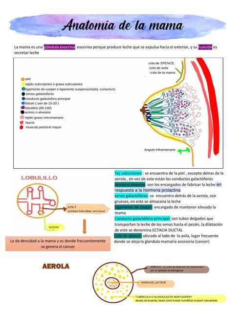 anatomia de la mama | Sandra | uDocz