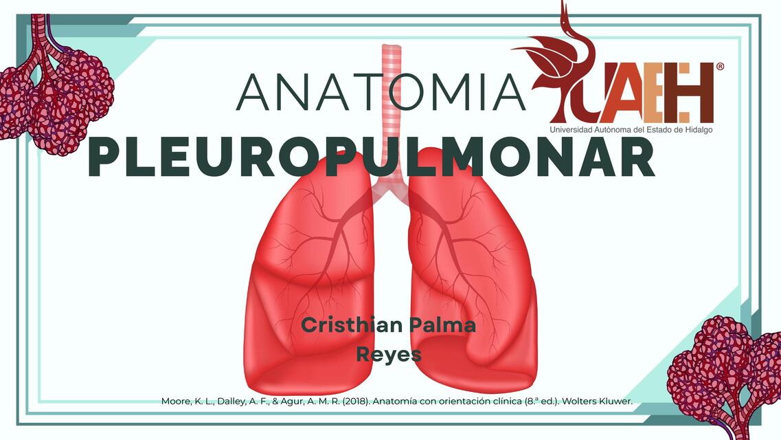 Anatomia pleuropulmonar | Antonio | uDocz