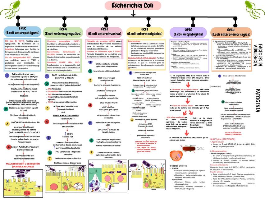 MAPA ESCHERICHIA COLI | rossnotes | uDocz