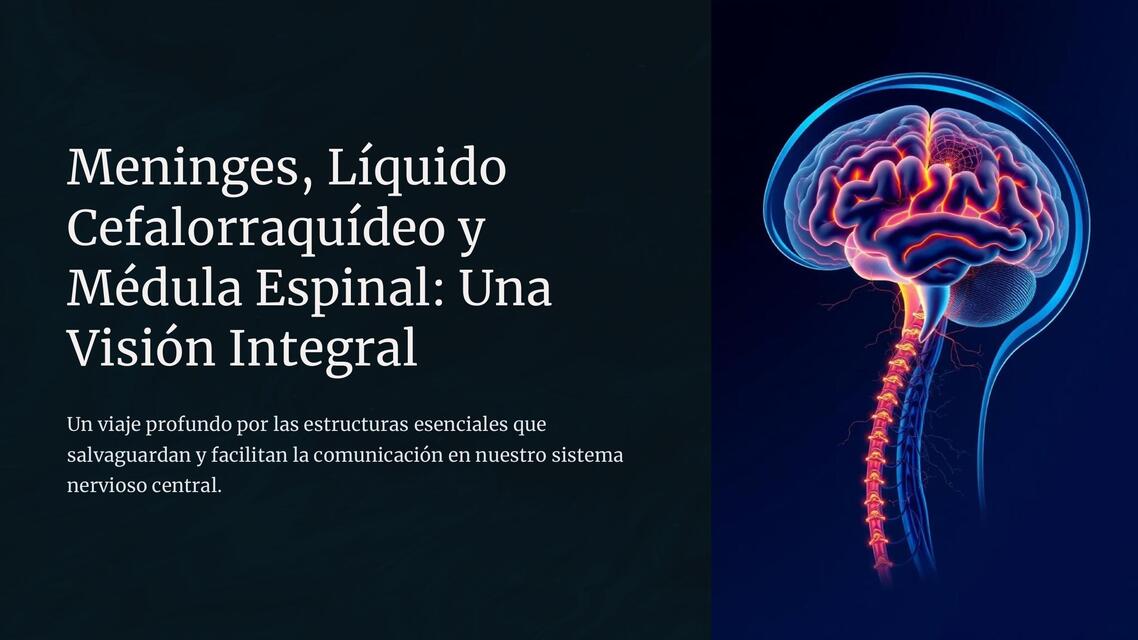 Meninges Liquido Cefalorraquideo y Medula Espinal | Nara | uDocz