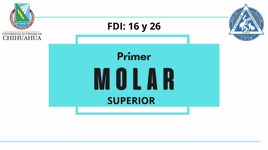Anatomia dental 2 (1er molar sup) 20250801 195509 0000 | ANDREA | uDocz