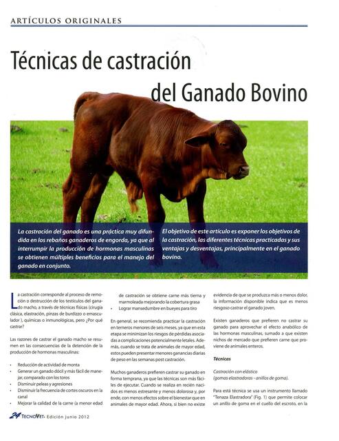 Técnicas de castración del ganado ovino | Calle Calani | uDocz