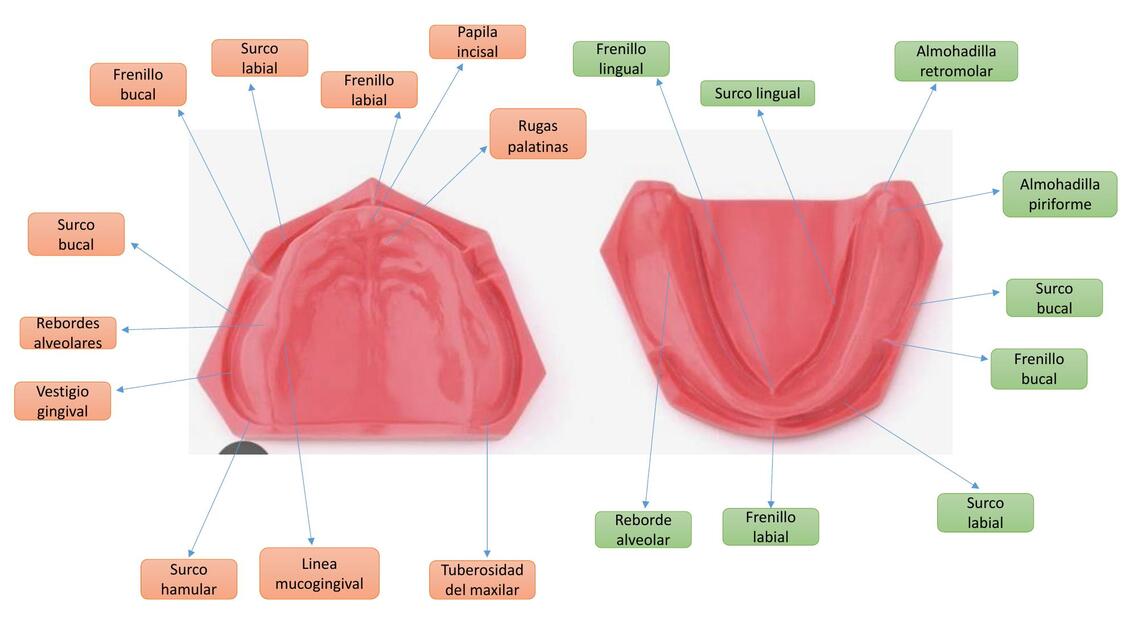 Estructuras anatomicas del edentulo | dra.ayalaa | uDocz