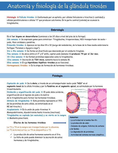 Anatomia y Fisiologia de la glandula tiroides | Julian Torrez | uDocz