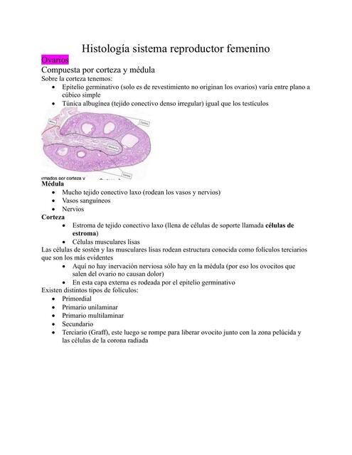 Histología sistema reproductor femenino compresse | Nemo | uDocz