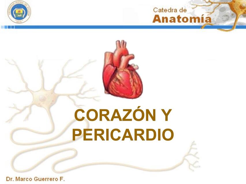 CORAZON Y PERICARDIO pptx | Paula | uDocz