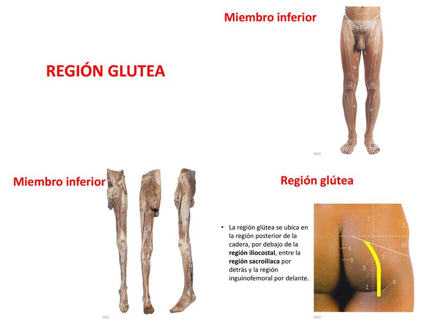 Regionglutea | David | uDocz