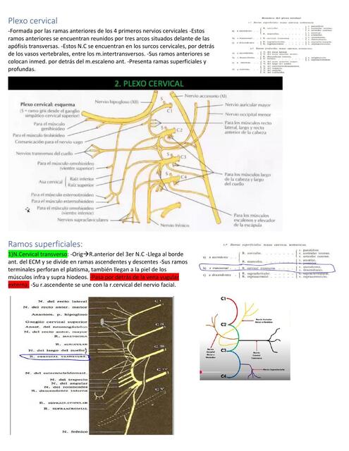 Plexo cervical | Esau | uDocz