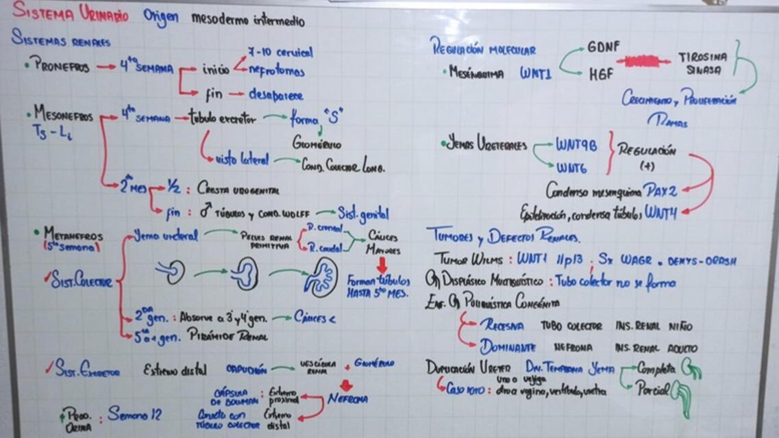 SISTEMA URINARIO LANGMAN | Student medical | uDocz