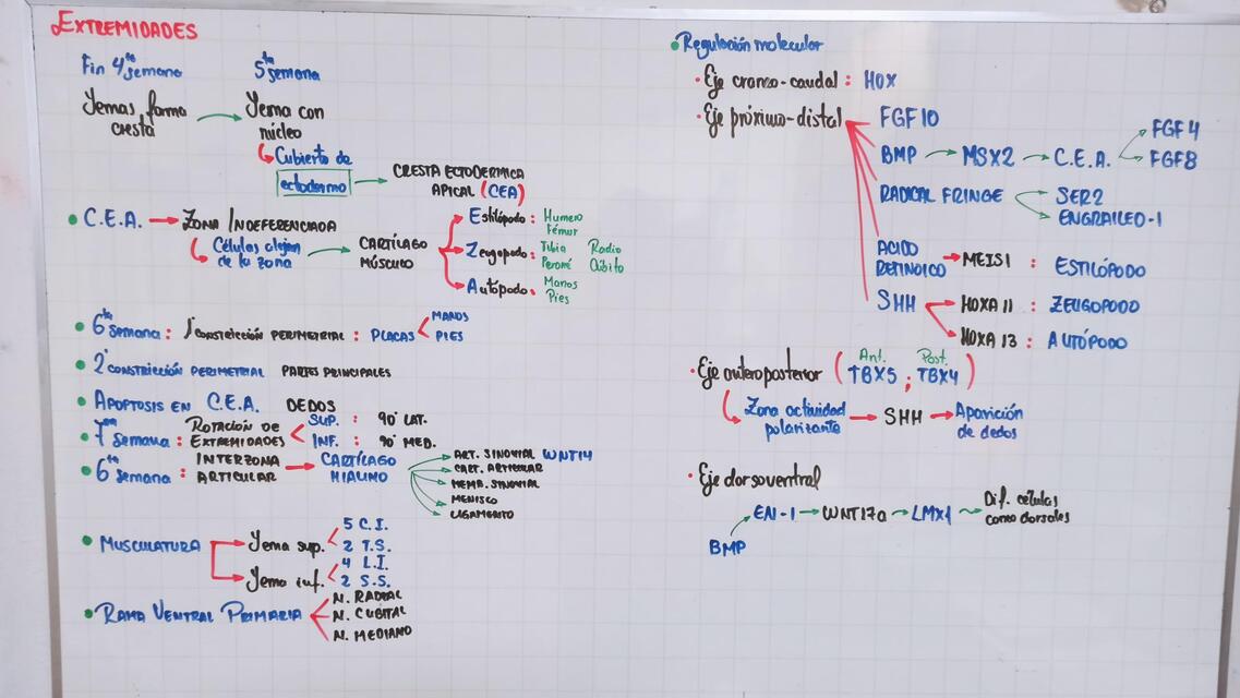 EXTREMIDADES LANGMAN | Student medical | uDocz