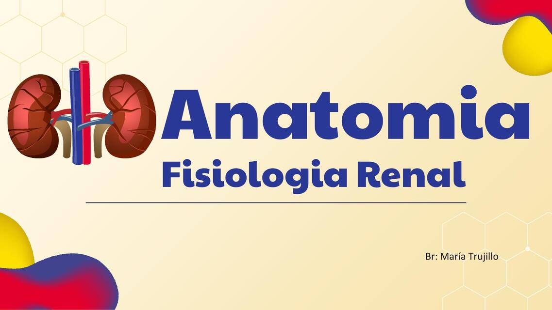 Anatomia y Fisiologia Renal | Deibis | uDocz