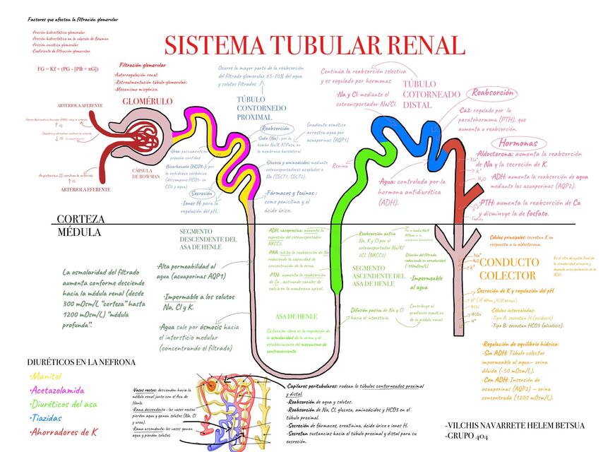 Esquema fisiología de la nefrona Helem Vilchis | Helem | uDocz