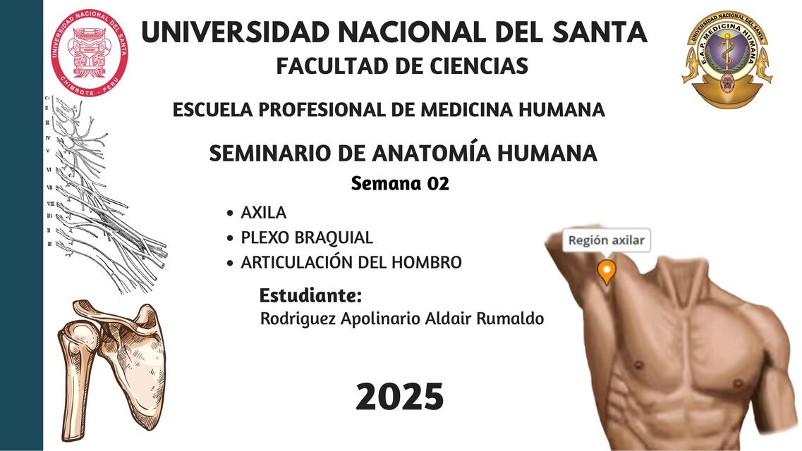 SEMINARIO 2 ANATOMÍA | Aldair Rodríguez | uDocz