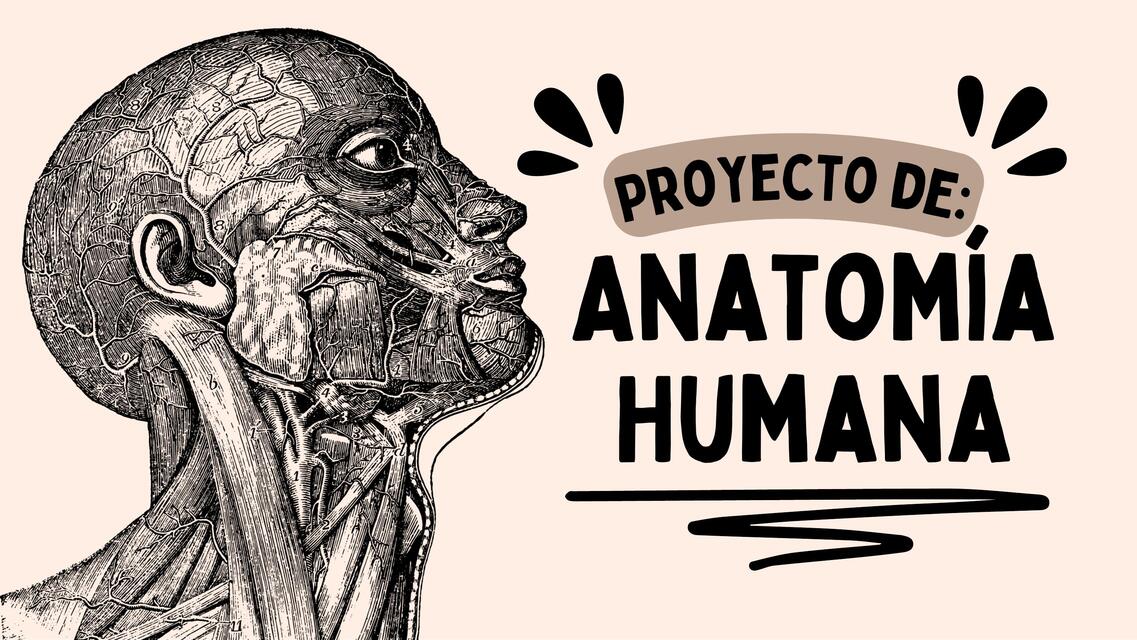 Presentación Medicina Anatomía Ilustrado Beige | Sofia | uDocz