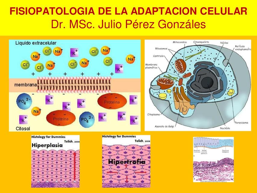FSP 1 5 ADAPTACION CELULAR | Samuel | uDocz