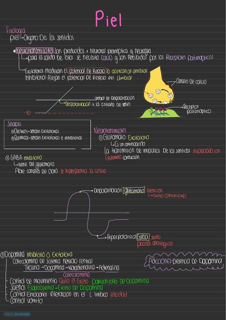 Fisiología piel | Rousse Oviedo | uDocz