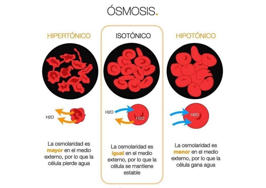 Osmosis | fraii | uDocz