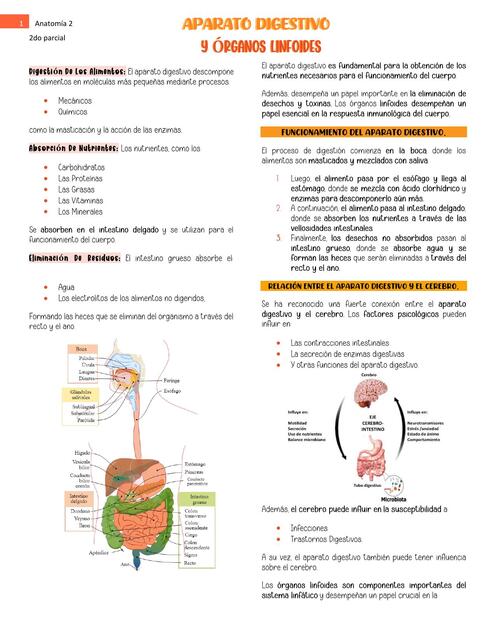 GUIA ANATOMIA COMPLETA 2DO P | Rogelio Mapula | uDocz