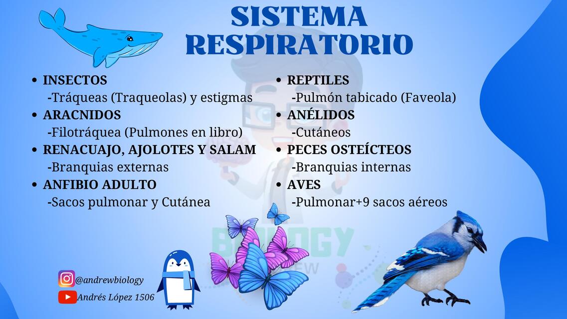 Sistema Respiratorio en animales | Apuntes PreUniversitarios | uDocz
