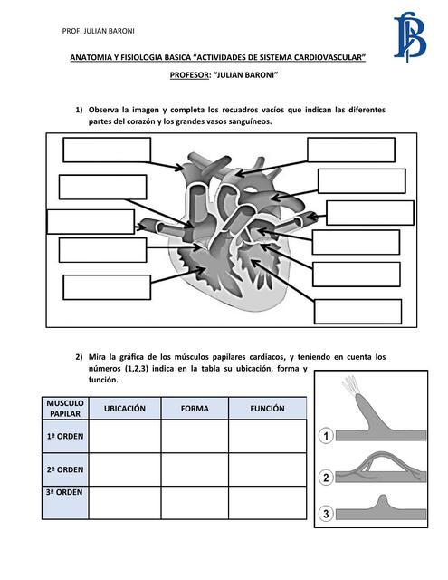 5 ACTIVIDAD SISTEMA CARDIOVASCULAR ba5ef2c90b1aac8 | Lujan | uDocz