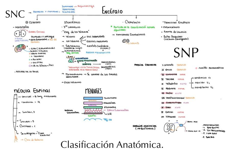 Generalidades de neuroanatomia y médula espinal | agussmednotes | uDocz