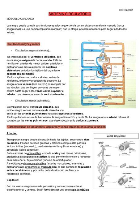 SISTEMA CIRCULATORIO | Constanza Poli | uDocz