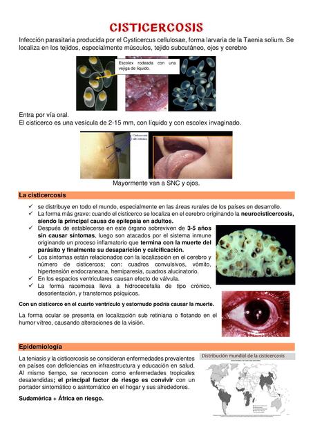 Cisticercosis | Notas médicas | uDocz