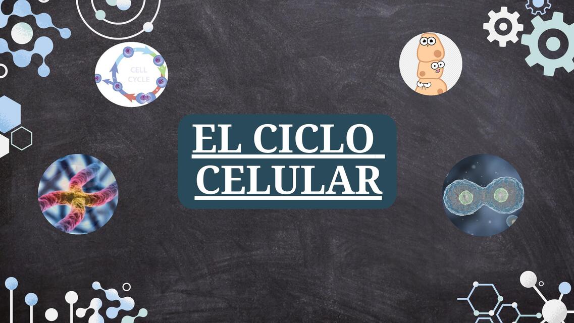 Ciclo celular | Rojas Belgrano | uDocz