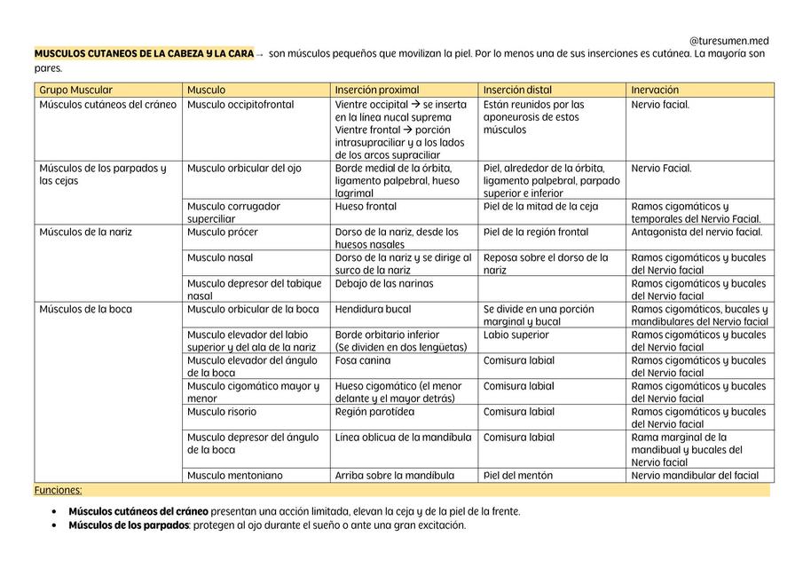 Músculos cutáneos de la cabeza y la cara | @TURESUMEN.MED | uDocz