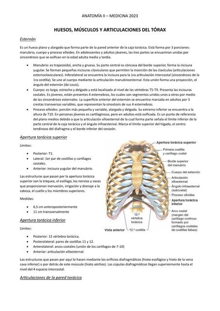 Huesos músculos y articulaciones del tórax Anatomía | Florencia V | uDocz