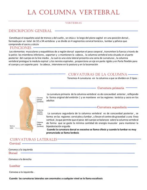 columna vertebral completo | juan | uDocz