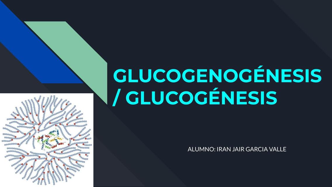 GLUCOGENOGÉNESIS GLUCOGÉNESIS 1 | Perlcst | uDocz