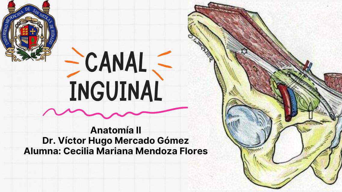 Canal inguinal y su contenido | Ceci | uDocz