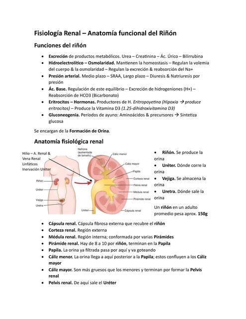 Fisiología Renal Anatomía funcional del riñón Cap | Oct Lox | uDocz