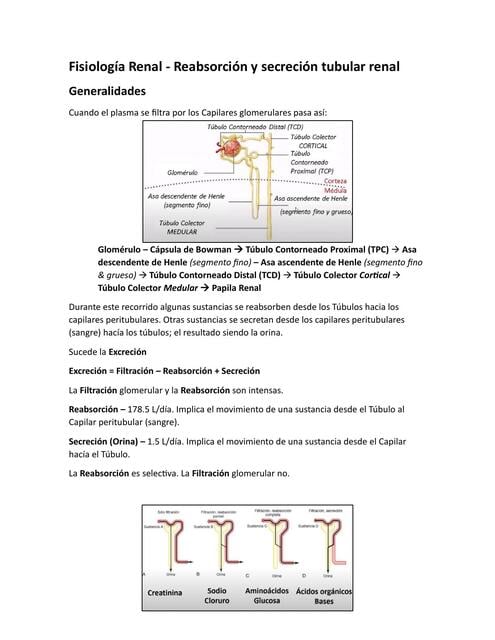 Fisiología Renal Reabsorción y secreción tubular r | Oct Lox | uDocz