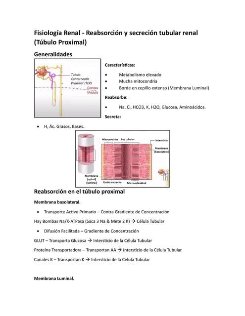Fisiología Renal Reabsorción y secreción tubular r | Oct Lox | uDocz