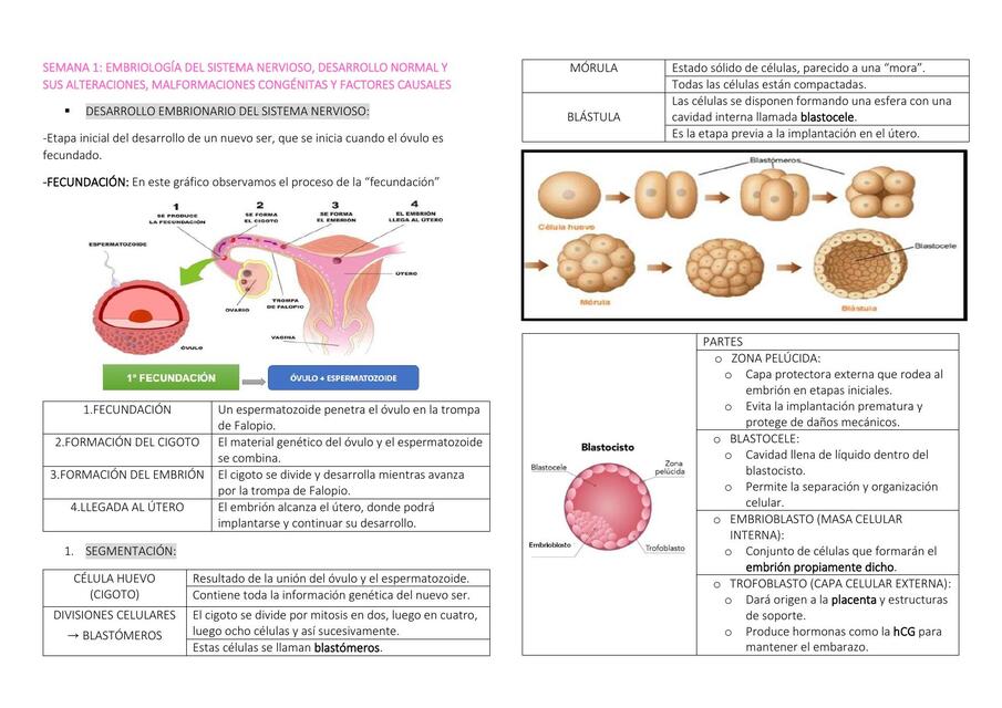 Embriología del S.N., desarrollo normal y sus alteraciones | somi | uDocz