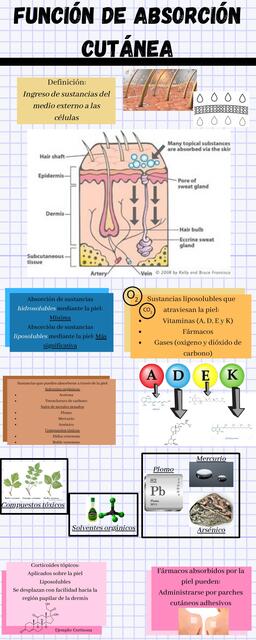 Fx de absorción cutánea//lesiones elementales primarias | Adriana ...
