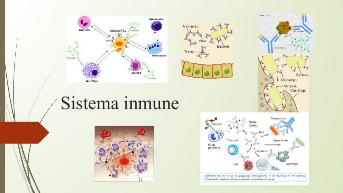 sistema inmune RESPUESTA INNATA | Milanesita | uDocz