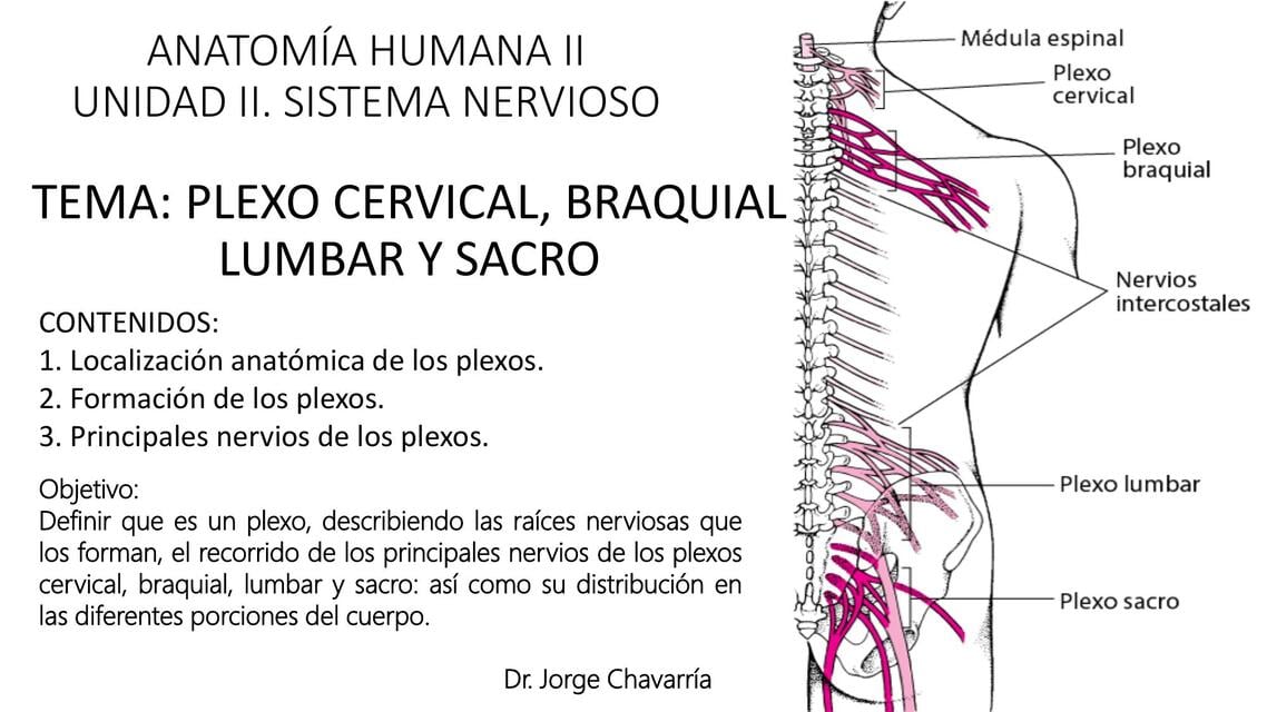 Clase n12 Plexos Cervical Braquial Lumbar Sacro | S.S | uDocz