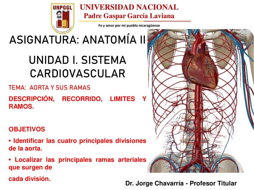 Clase n 2 AORTA Y SUS RAMAS | S.S | uDocz