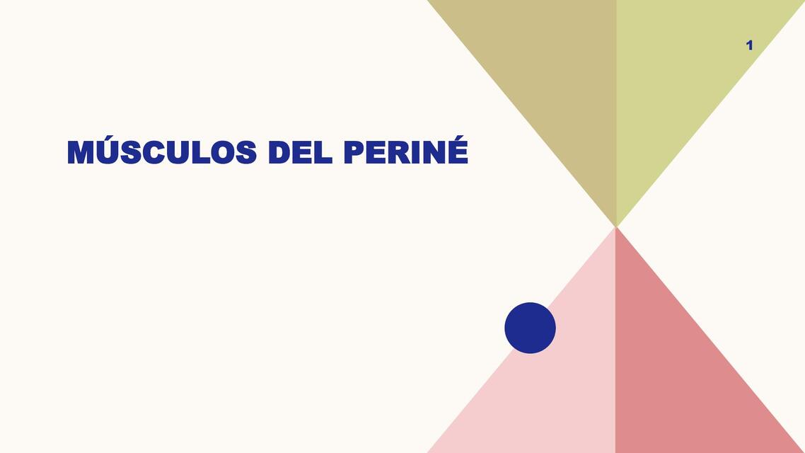 Musculos del perine | Saray Cardenas | uDocz