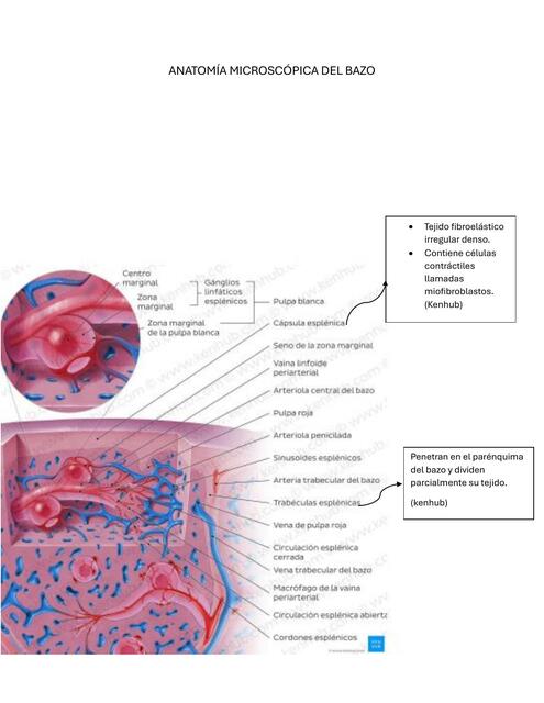 ANATOMÍA MICROSCÓPICA DEL BAZO | valeria | uDocz