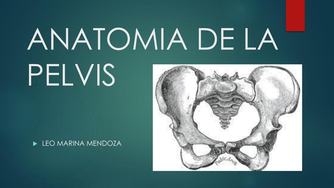 Pelvis Completa Sehi Udocz