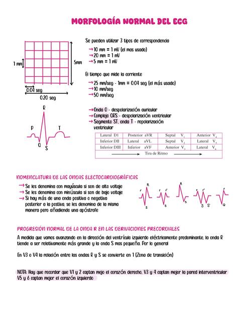Morfología normal del ECG | Cam | uDocz