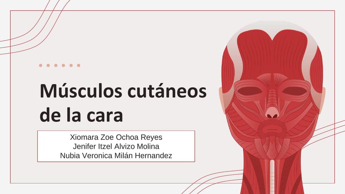 Musculos Cutaneos de la cara | Rodiz | uDocz